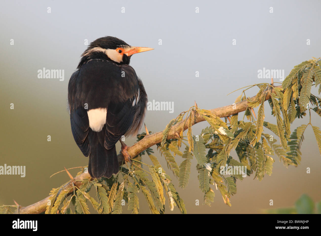 Asian mynahs hi-res stock photography and images - Alamy