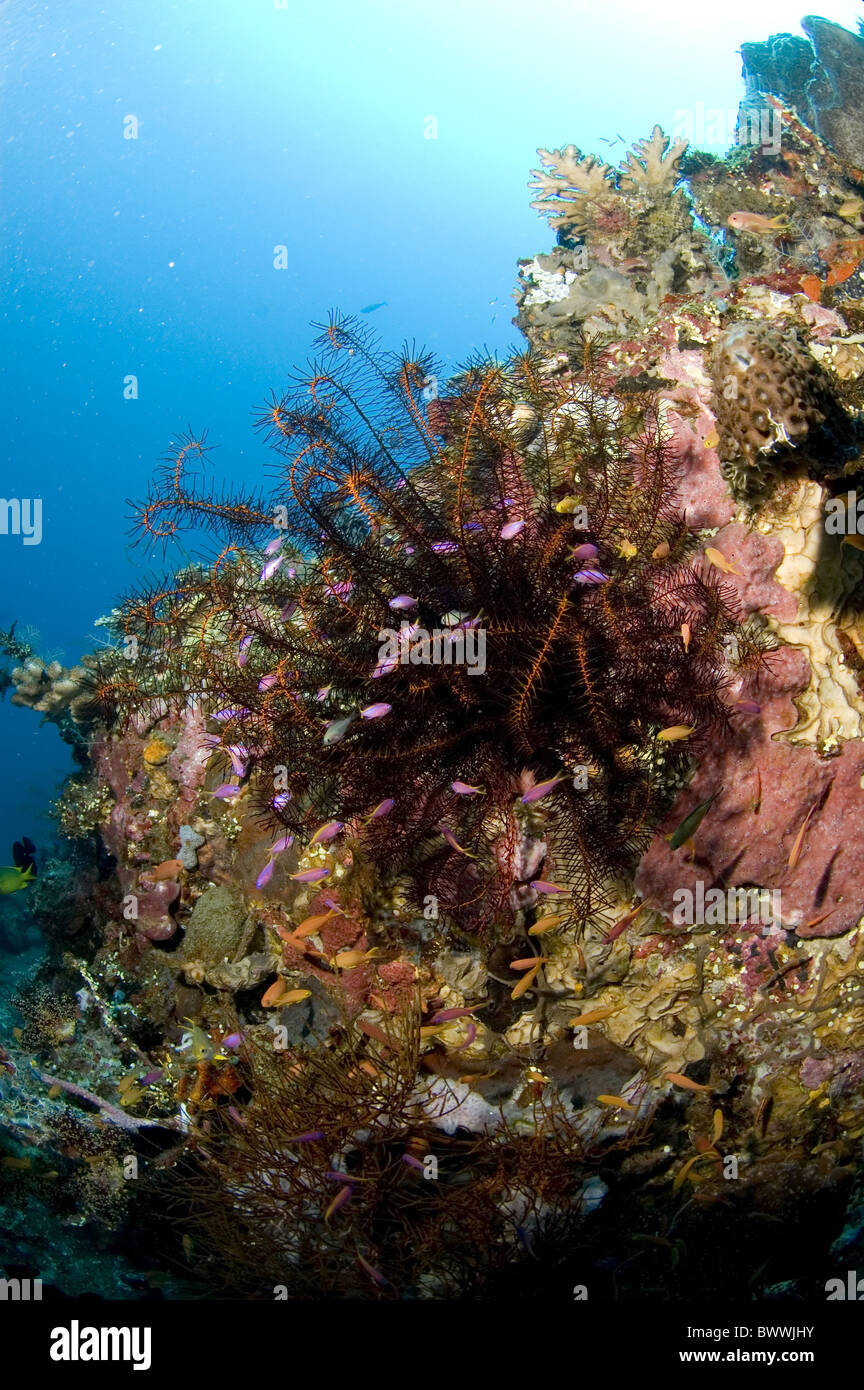 Reef Coral Marine Sea Diving Tulamben Bali Indonesia animal animals ...