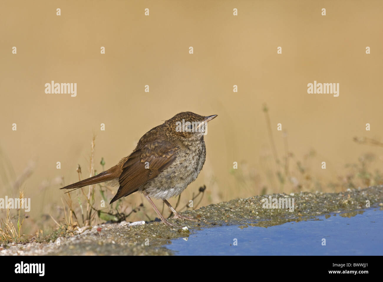 Common Nightingale (Luscinia megarhynchos) juvenile, standing at edge ...