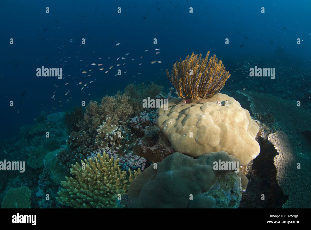 Crinoid fish Coral Underwater DIving Sea Christmas Island Australia ...
