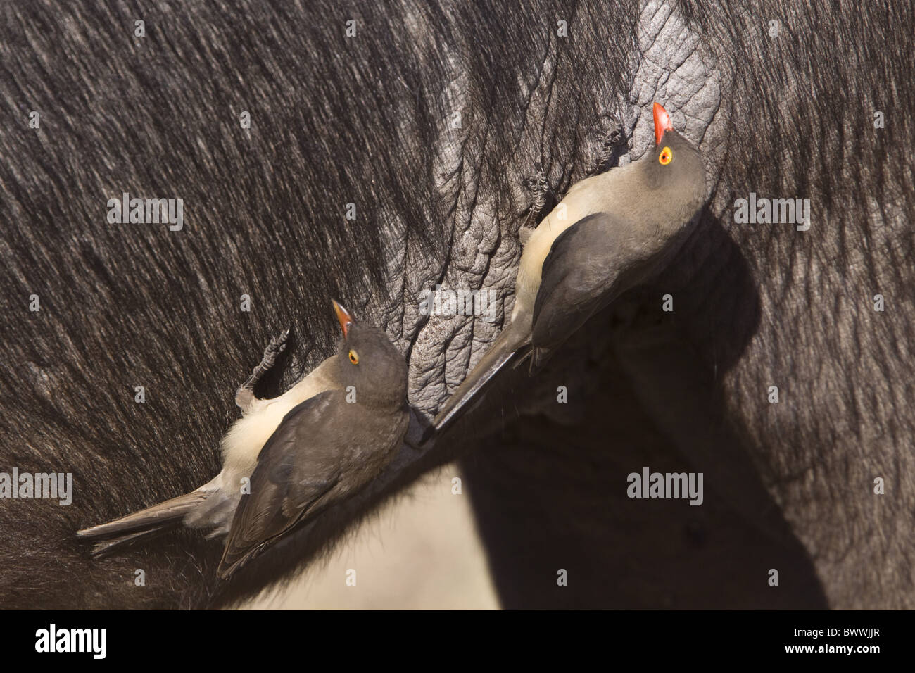 Redbilled oxpeckers hi-res stock photography and images - Alamy