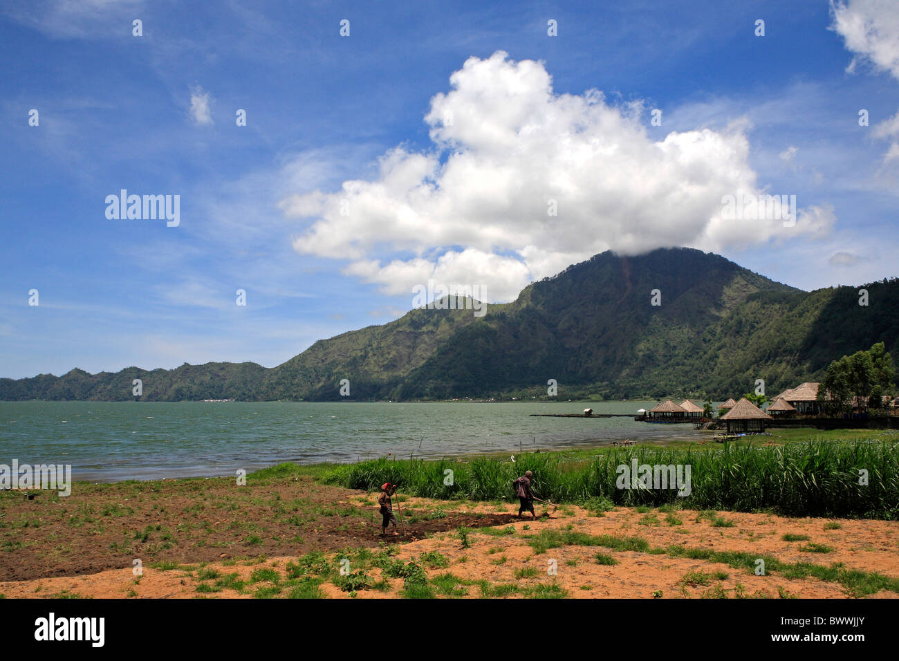 Vegetable growing on the shores of Danau (Lake) Batur, with the volcano ...
