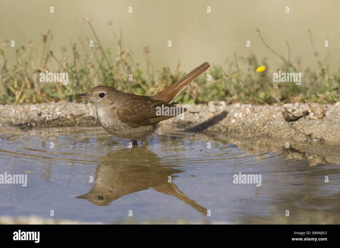 Nightingale at bathing pool hi-res stock photography and images - Alamy