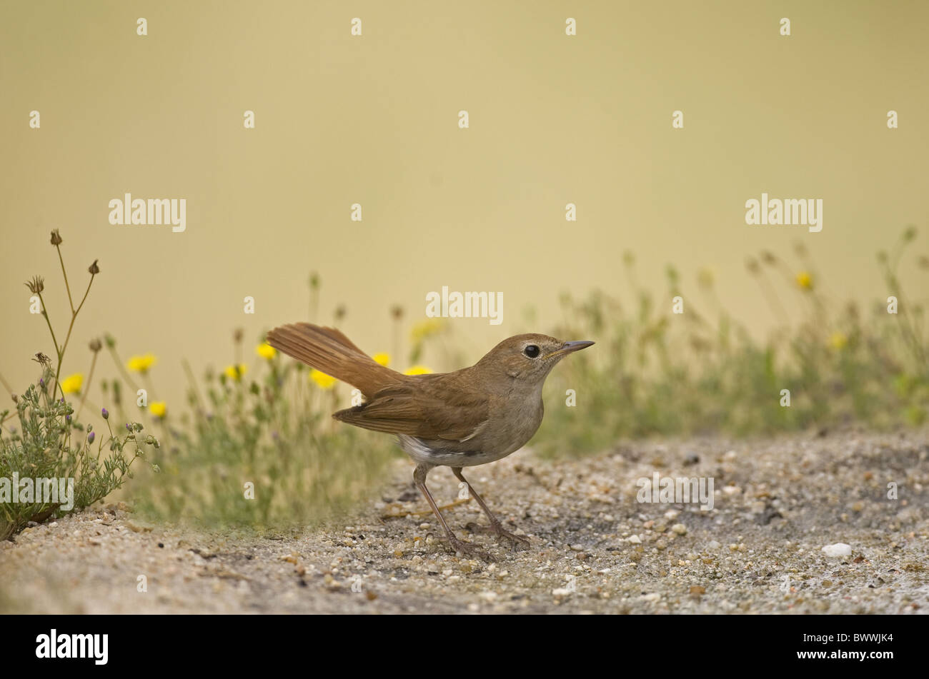Common Nightingale (Luscinia megarhynchos) adult, standing at edge of ...
