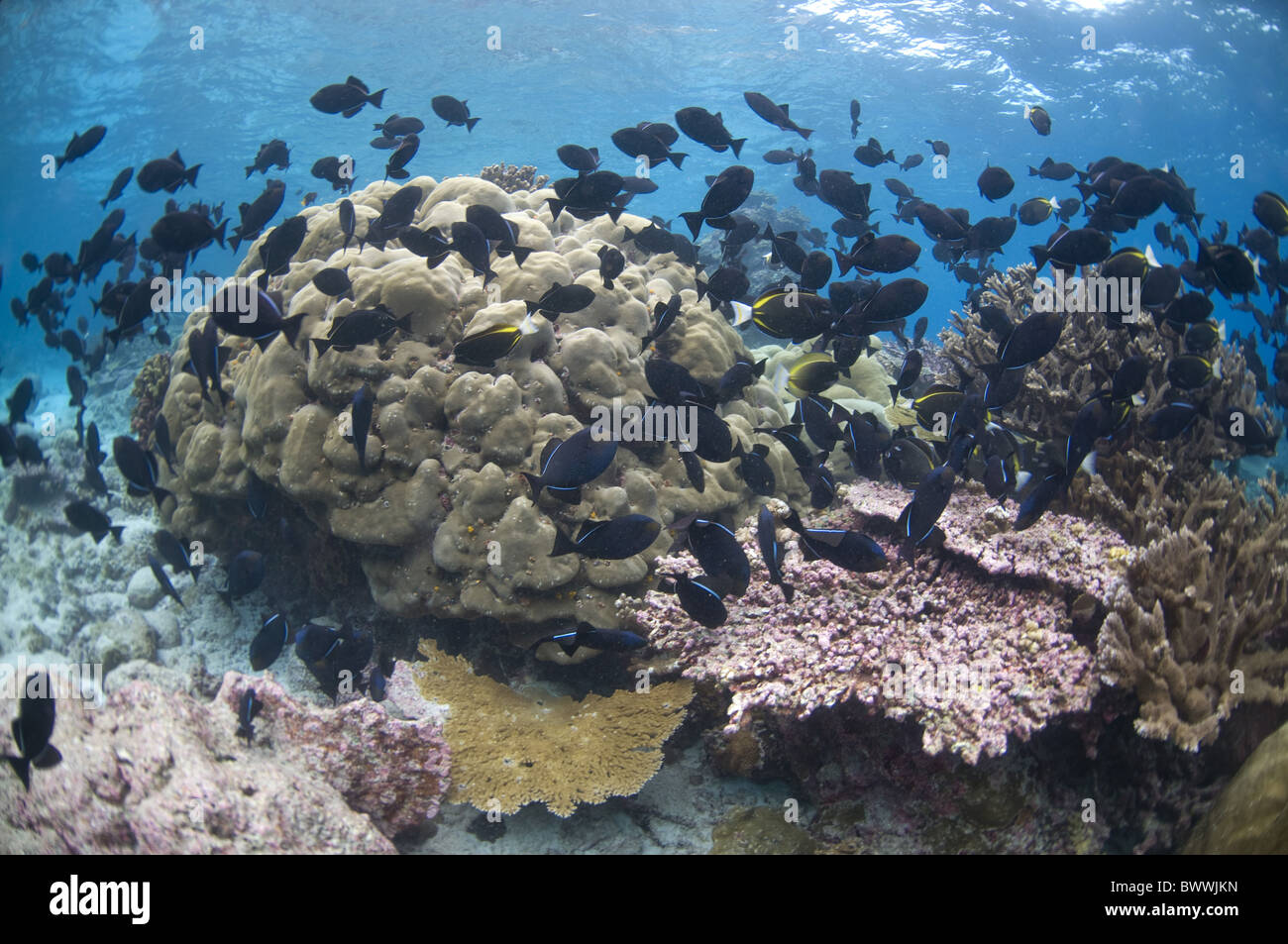 Triggerfish School Fish Coral Underwater Diving Sea Christmas Island ...