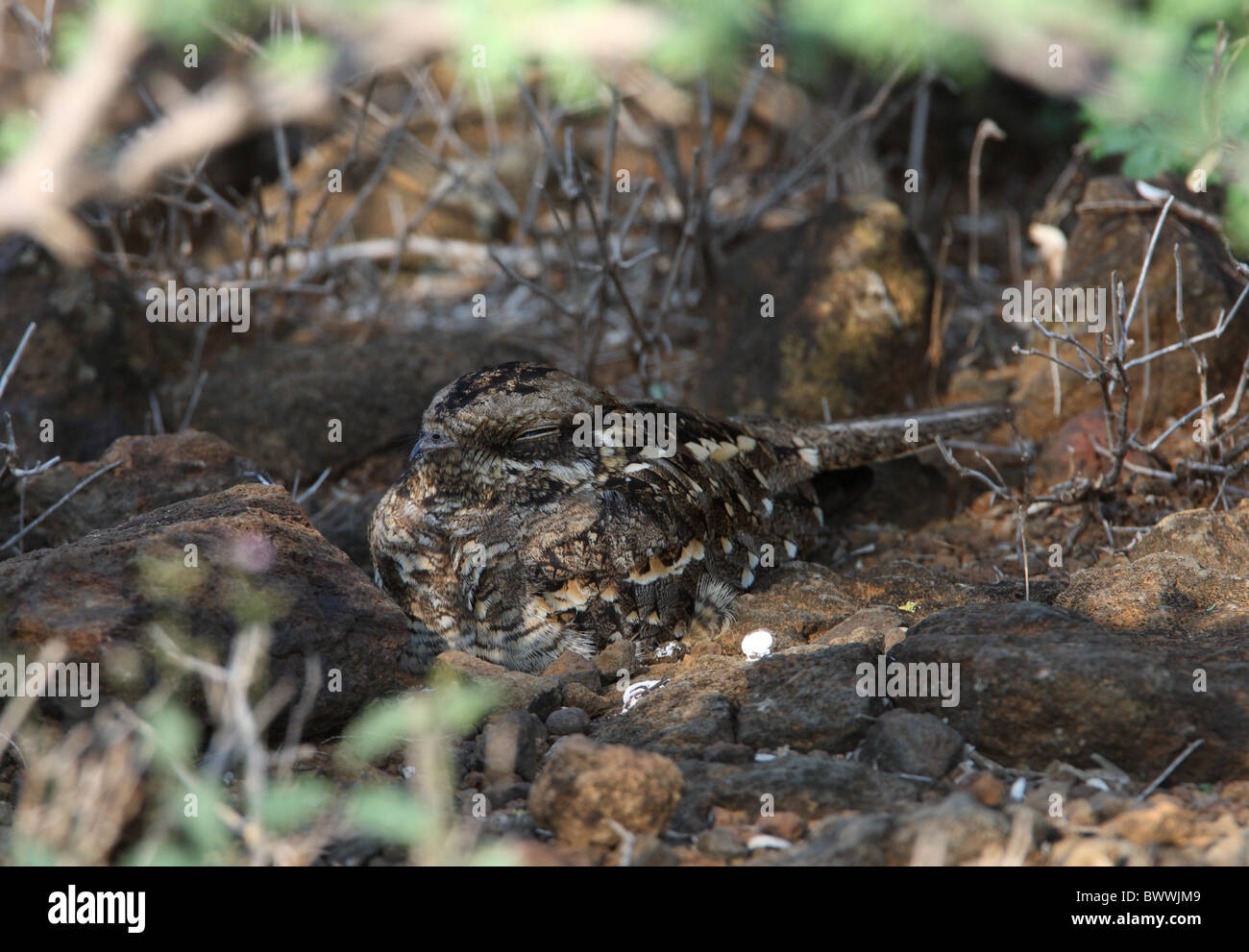 Slender tailed nightjar caprimulgus clarus apatelius adult hi-res stock ...