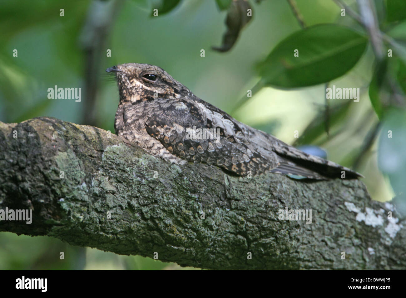 Grey Nightjar (Caprimulgus indicus) adult, roosting on branch, Maem ...