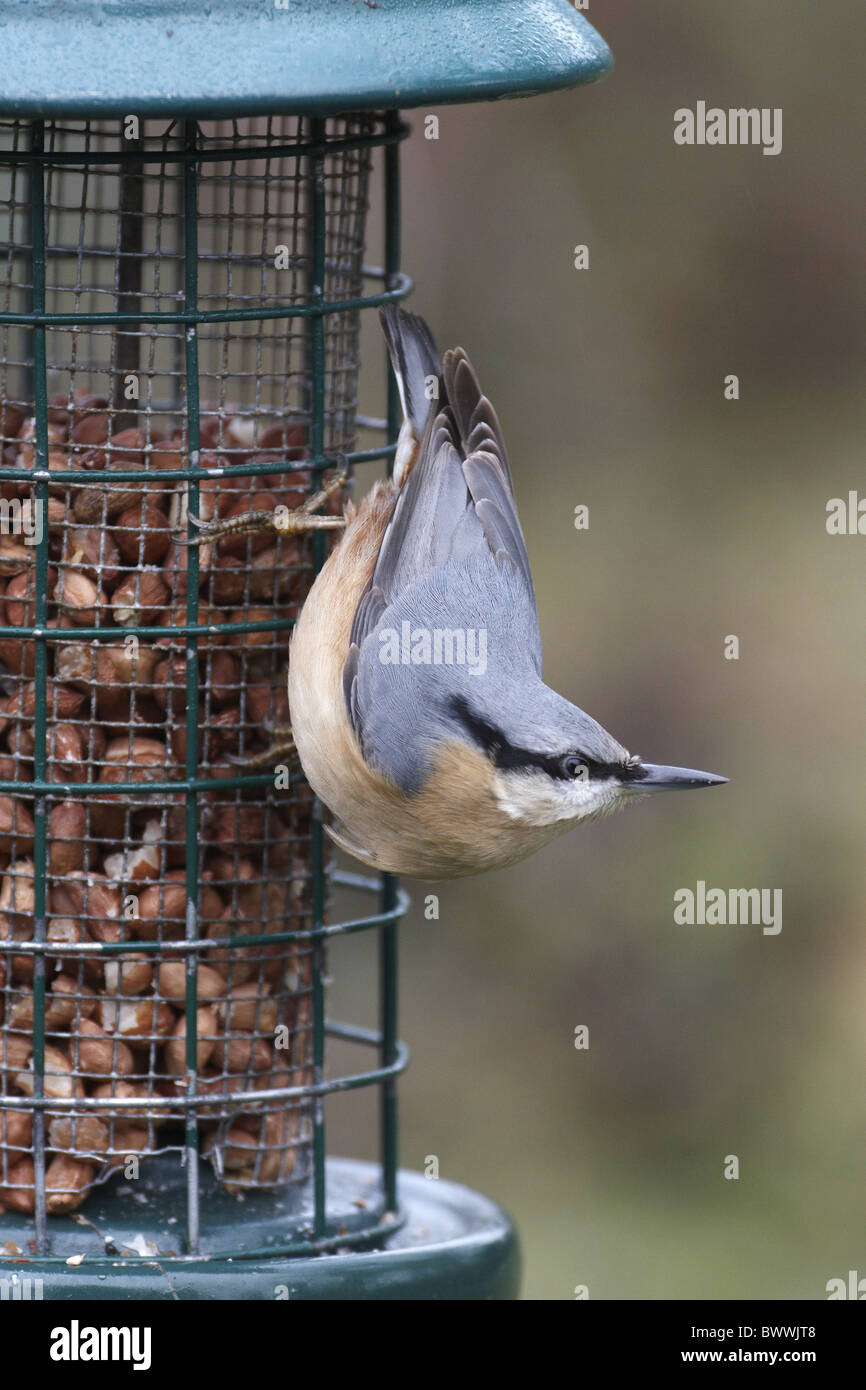 Nuthatches bird feeder hi-res stock photography and images - Alamy