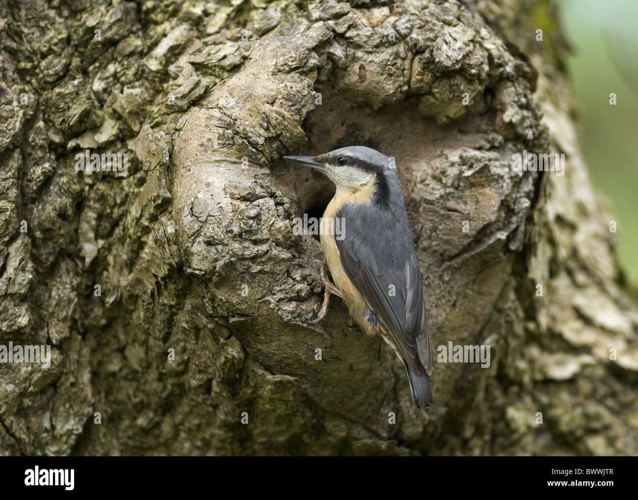 European Nuthatch (Sitta europaea) adult, at nesthole in tree trunk ...