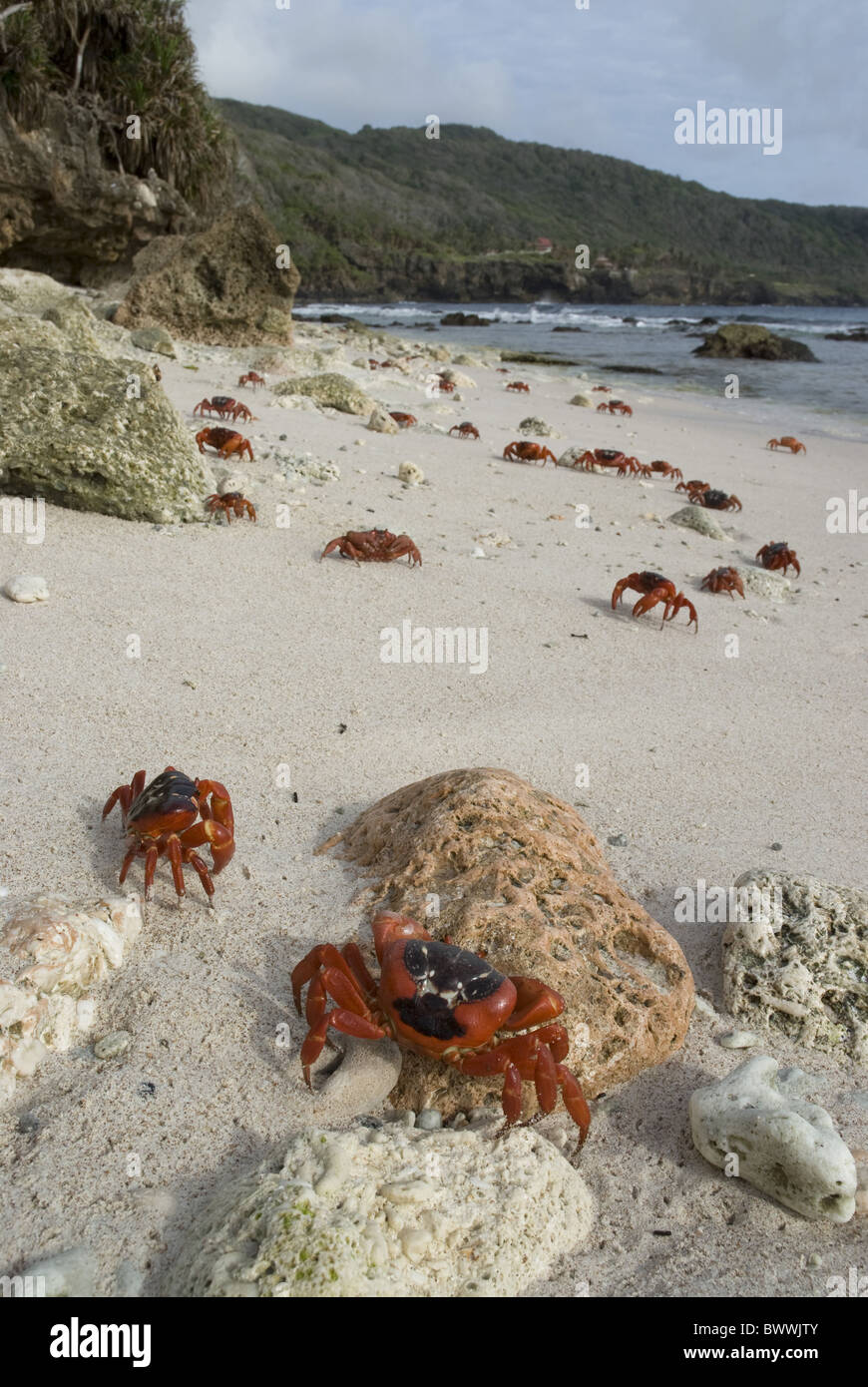 Red Crab Crustacean Beach Claws Gecarcoidea natalis Christmas Island ...