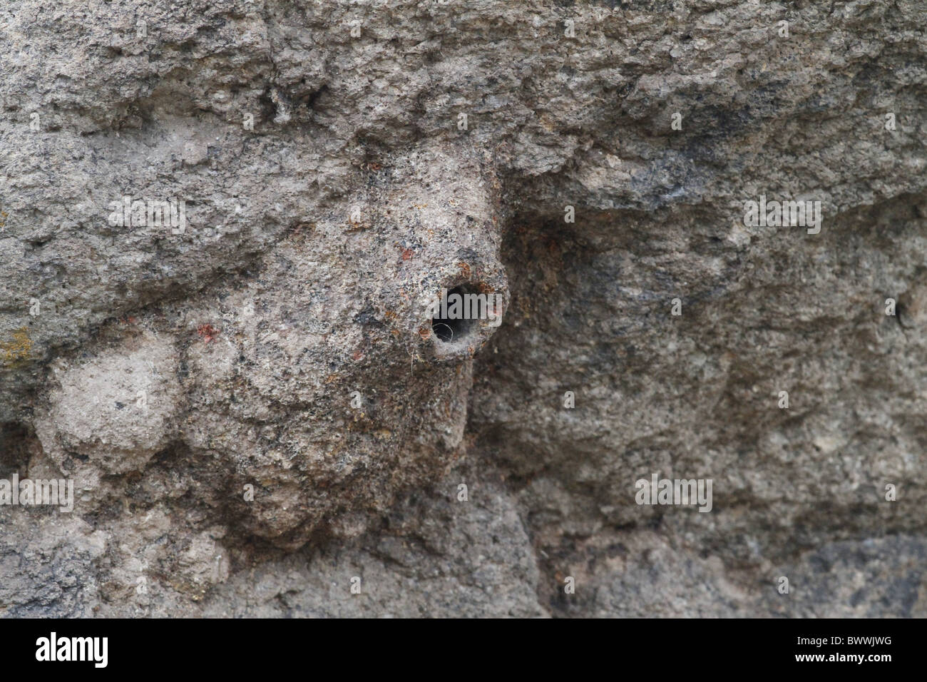 Western Rock-nuthatch (Sitta neumayer) mud nest on rockface, Lesbos ...