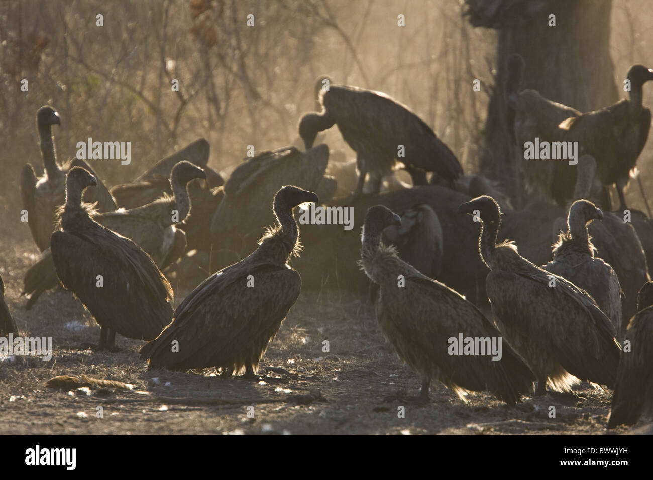 White backed Vultures at Hippo kill Stock Photo - Alamy