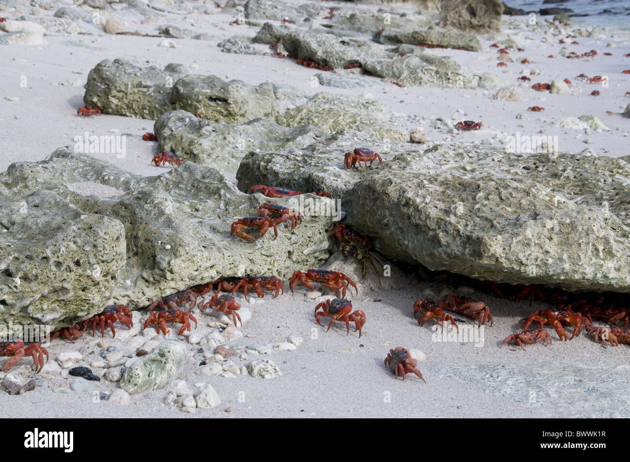 Red Crab Crustacean Beach Claws Gecarcoidea natalis Christmas Island ...