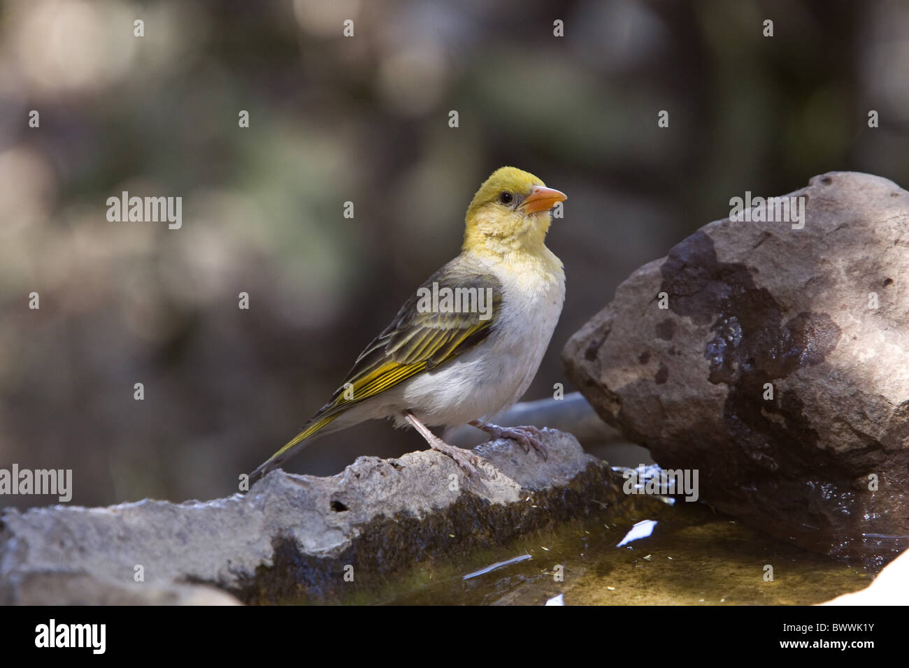 Female Redheaded Weaver - Botswana Stock Photo - Alamy