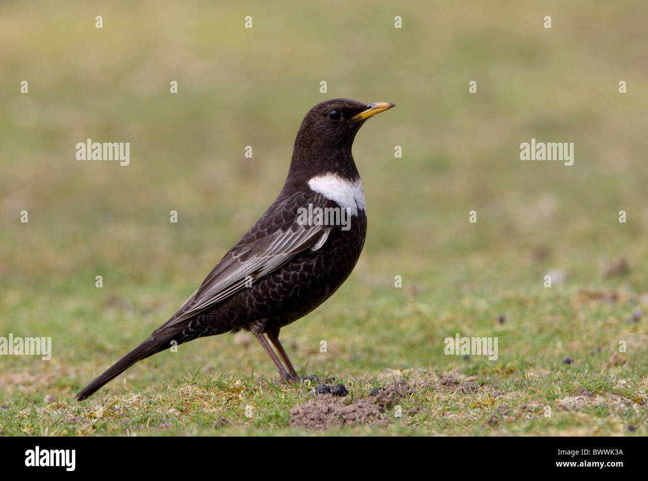 Ring ouzels turdus torquatus hi-res stock photography and images - Alamy