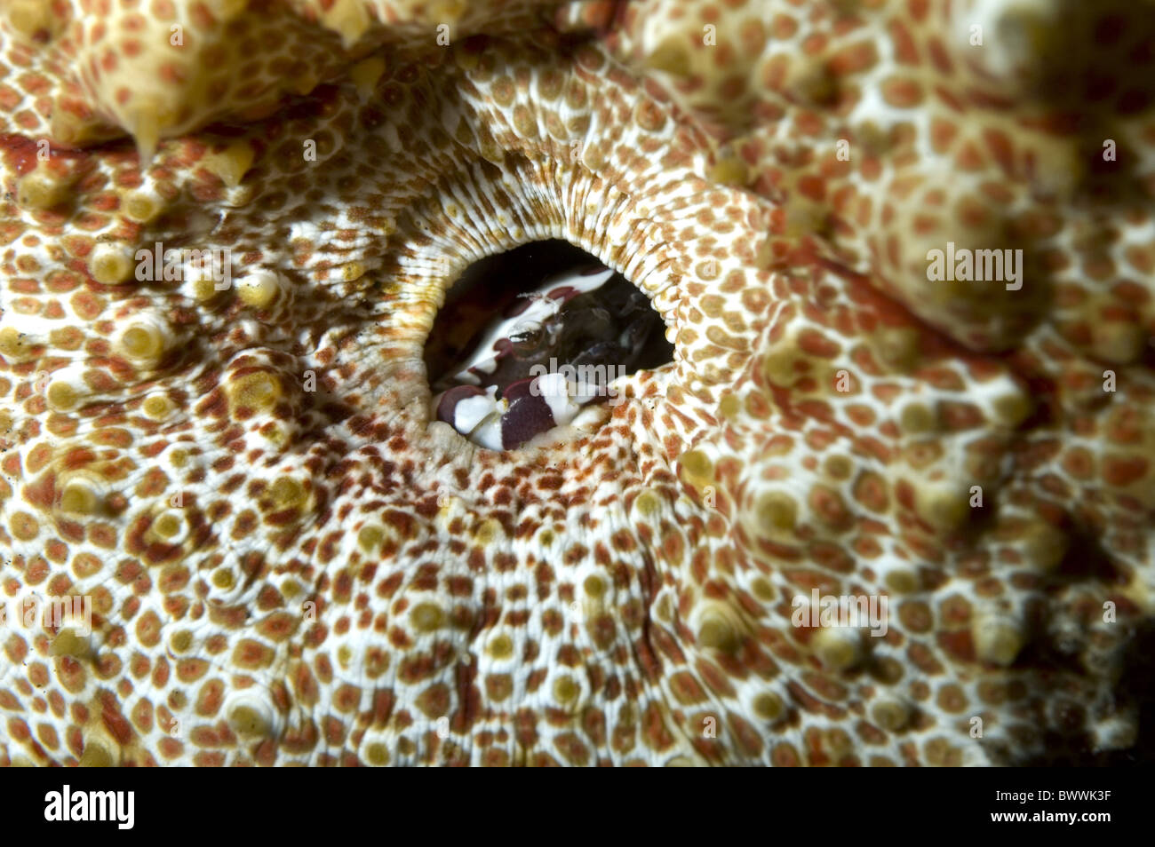 Harlequin crab Lissocarcinus orbicularis Cucumber Underwater Muck Black ...