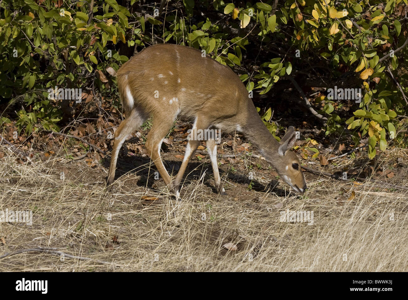 Female Bushbuck at Mashatu, Botswana Stock Photo - Alamy