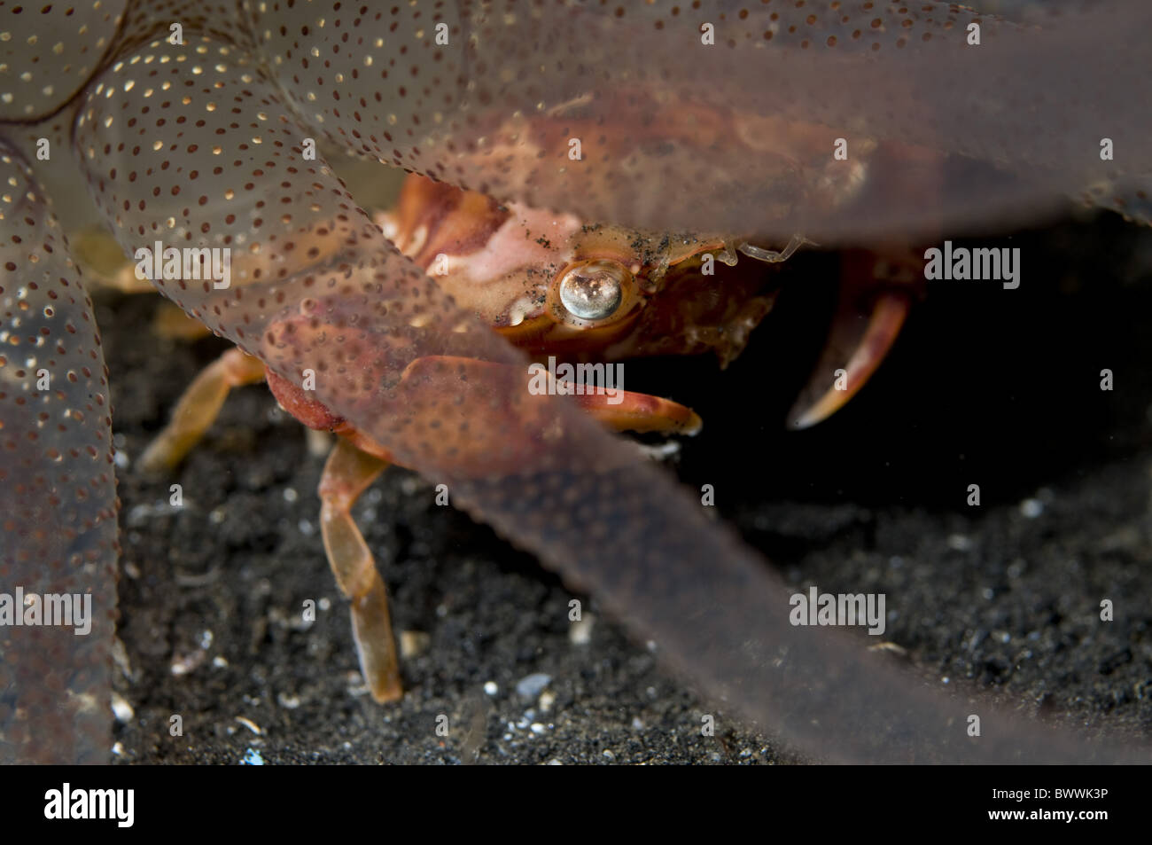 Harlequin Lissocarcinus orbicularis Anemone Crab Underwater Muck Black ...