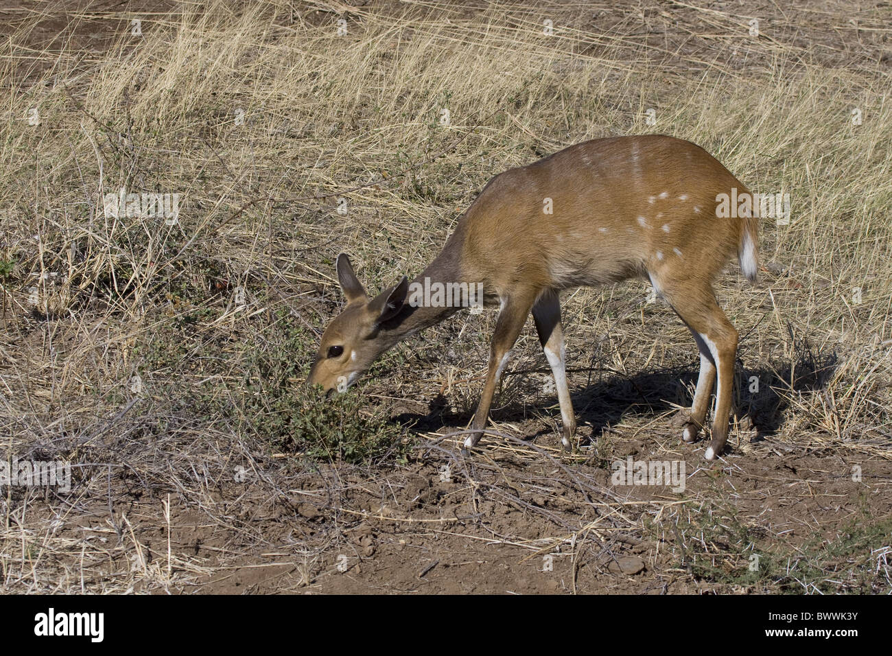 Female bushbuck at mashatu hi-res stock photography and images - Alamy