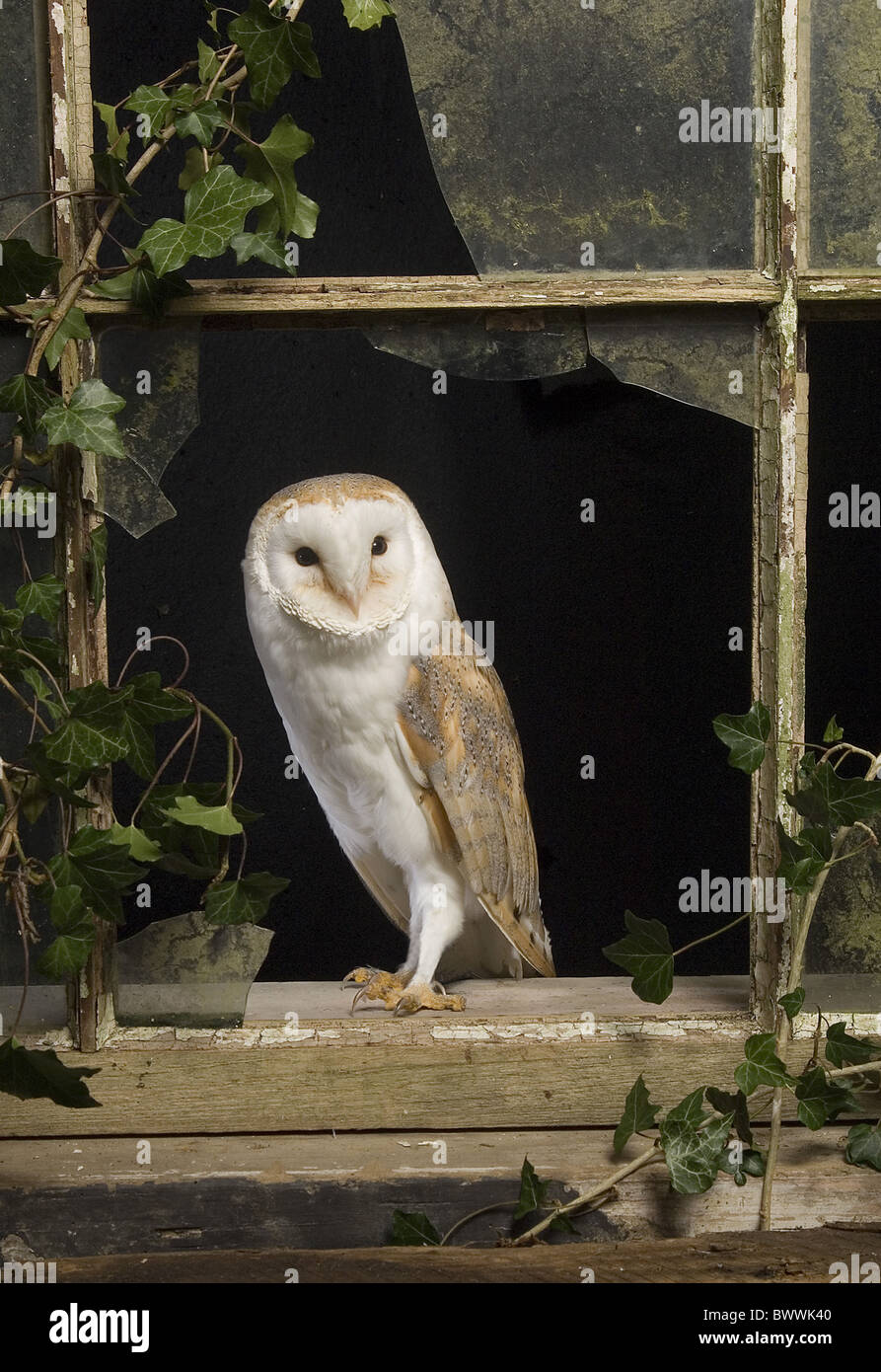 Barn Owl (Tyto alba) adult, perched in window of derelict building ...