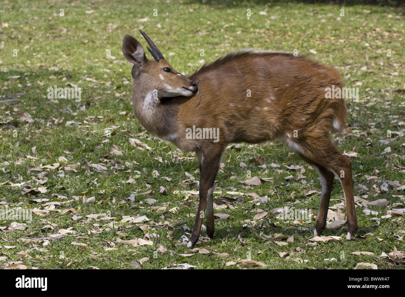 Bushbuck - Young male Stock Photo - Alamy