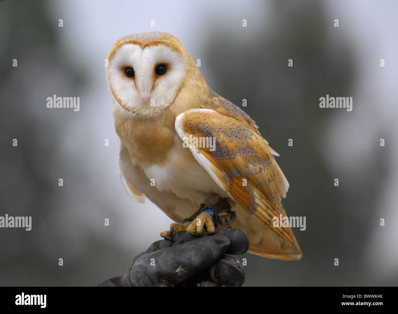 Barn Owl (Tyto alba) adult, tame bird held on gloved hand, jessies on ...