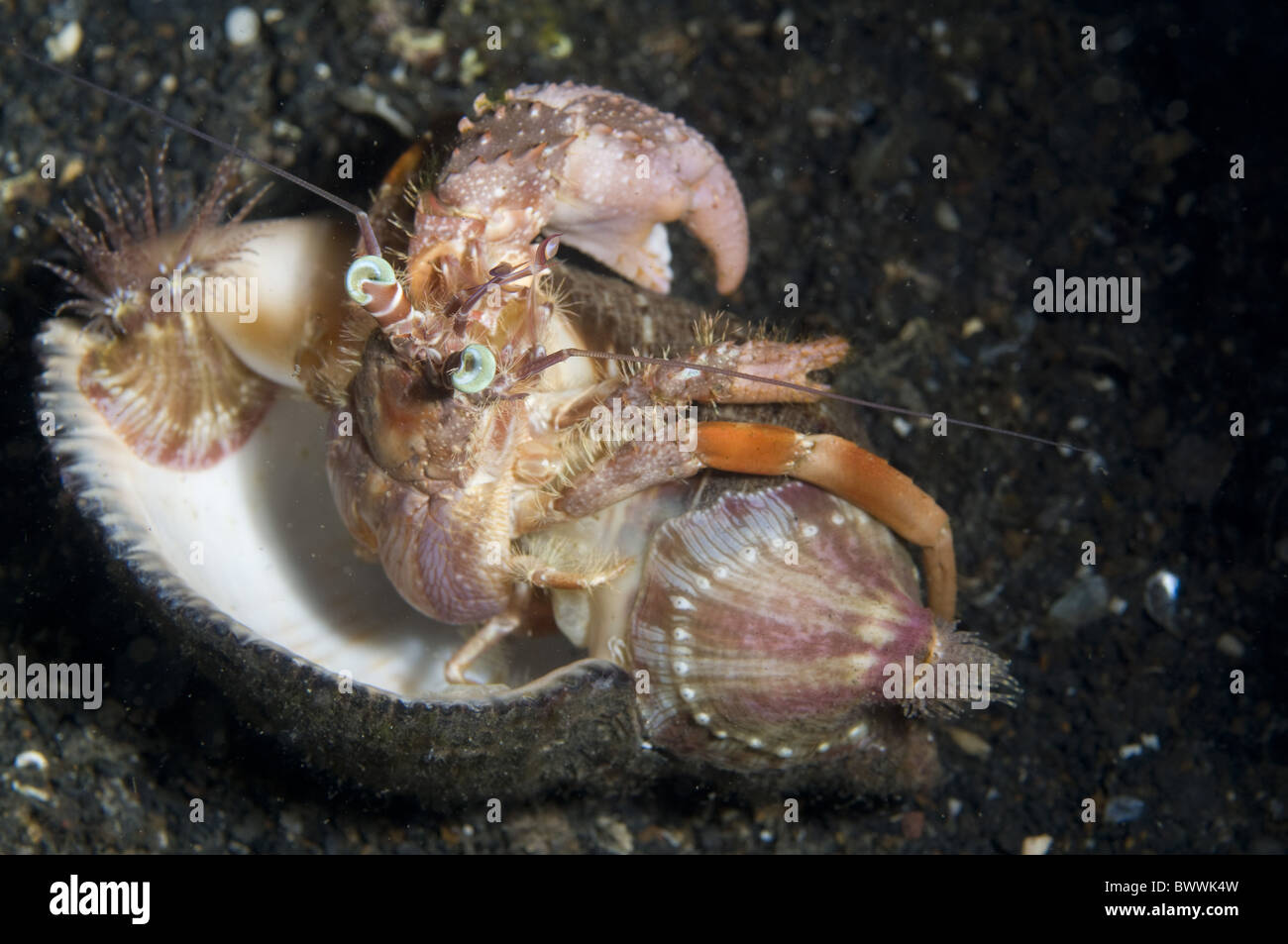 Shell camouflage hi-res stock photography and images - Alamy