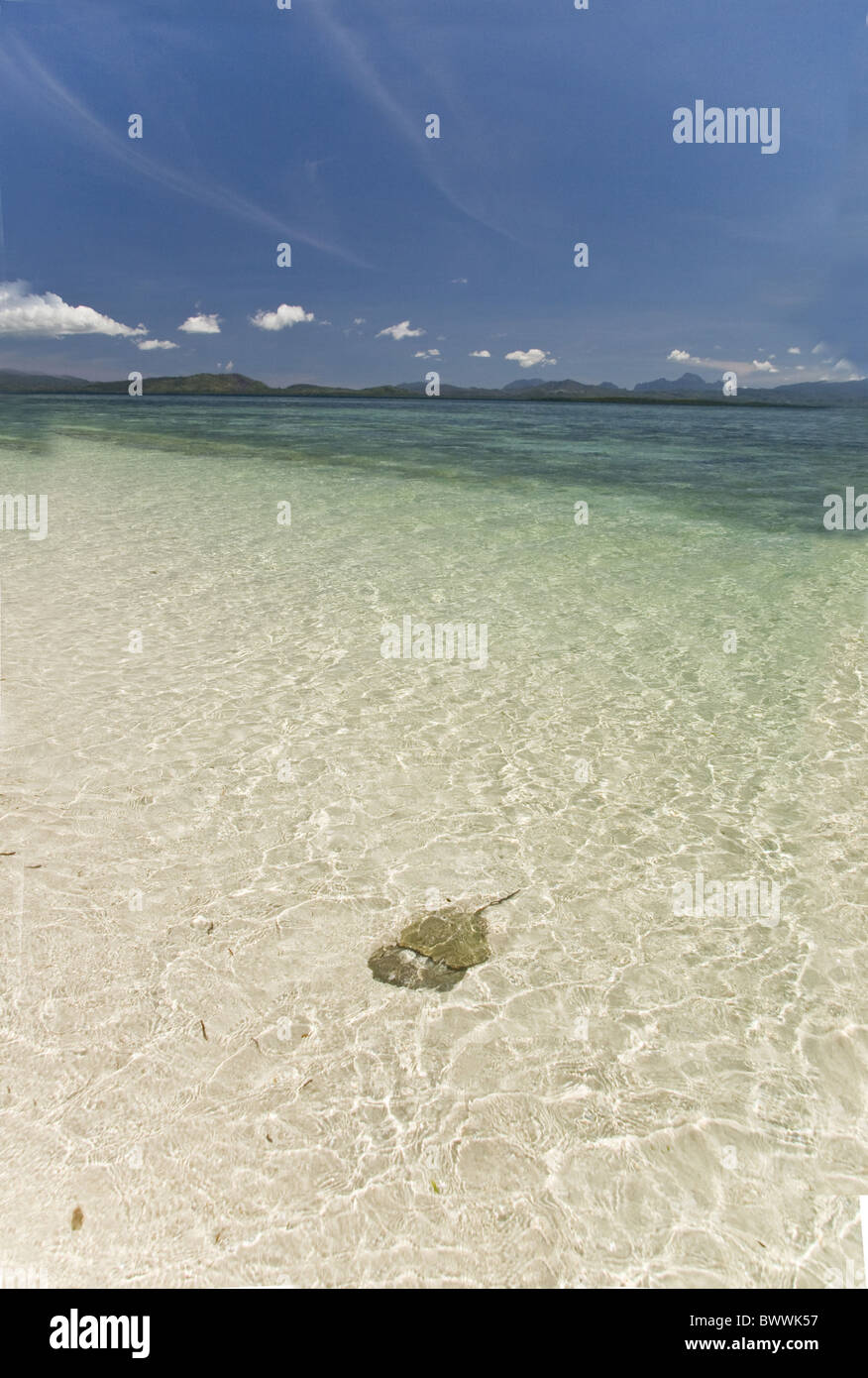 Mangrove Horseshoe Crab (Carcinoscorpius rotundicauda) adult pair ...