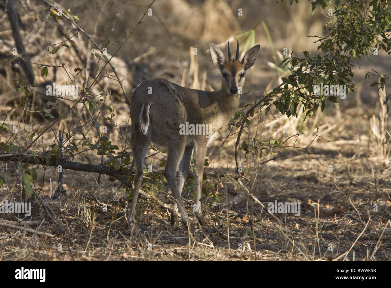 Duiker kruger hi-res stock photography and images - Alamy
