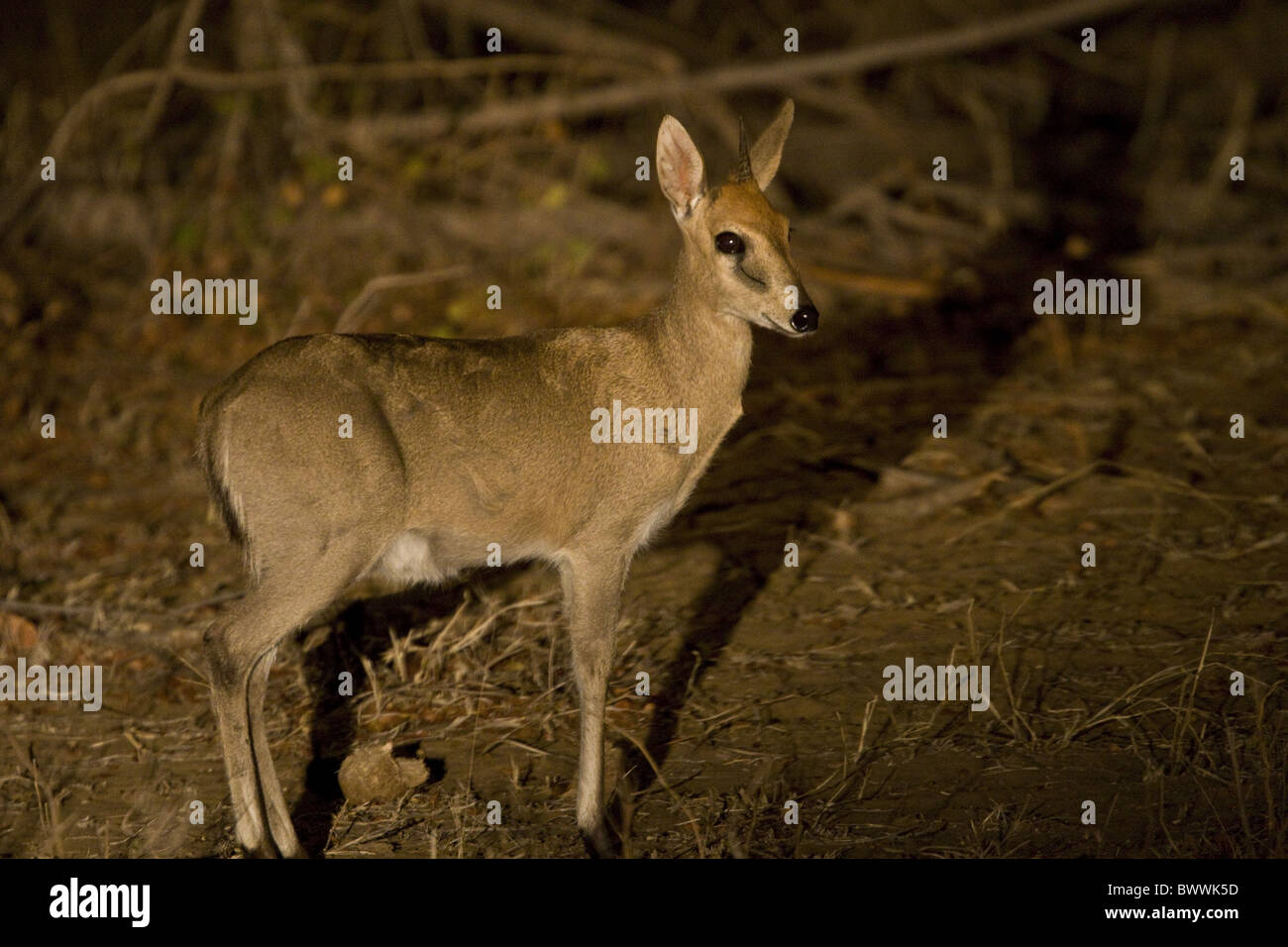 Common Duiker young male, caught in spot light Stock Photo - Alamy