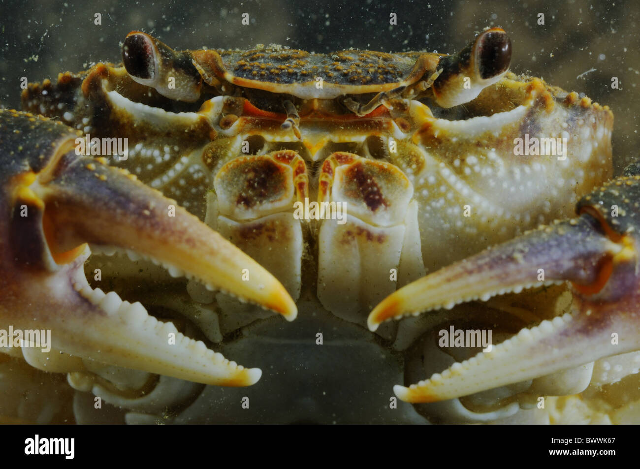 crab freshwater crab Potamon fluviatilis rare species endangered ...