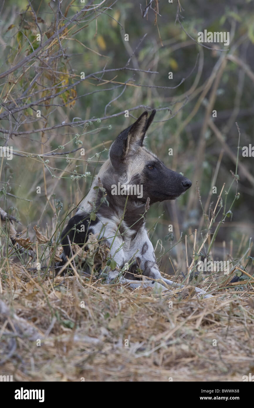 wild Dog - Botswana Stock Photo - Alamy
