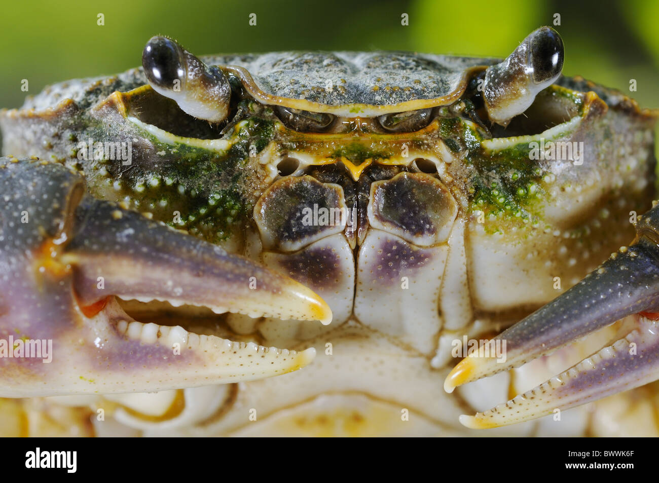 Potamon fluviatile crab freshwater animal animals crab crabs crustacean crustaceans invertebrate ...