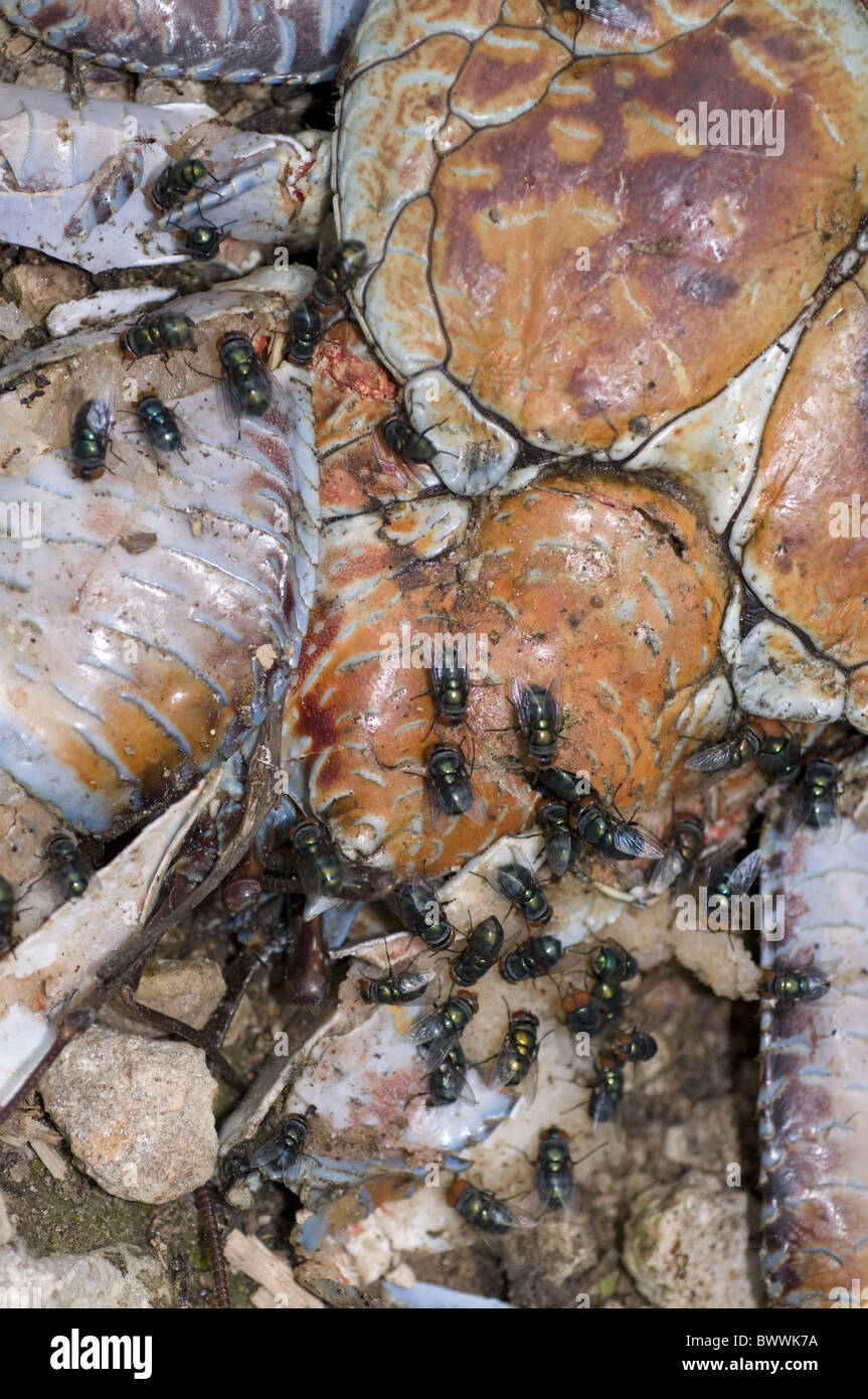 Crushed Fly Roadkill Robber Crab Road Cannibal Crustacean Birgus latro ...