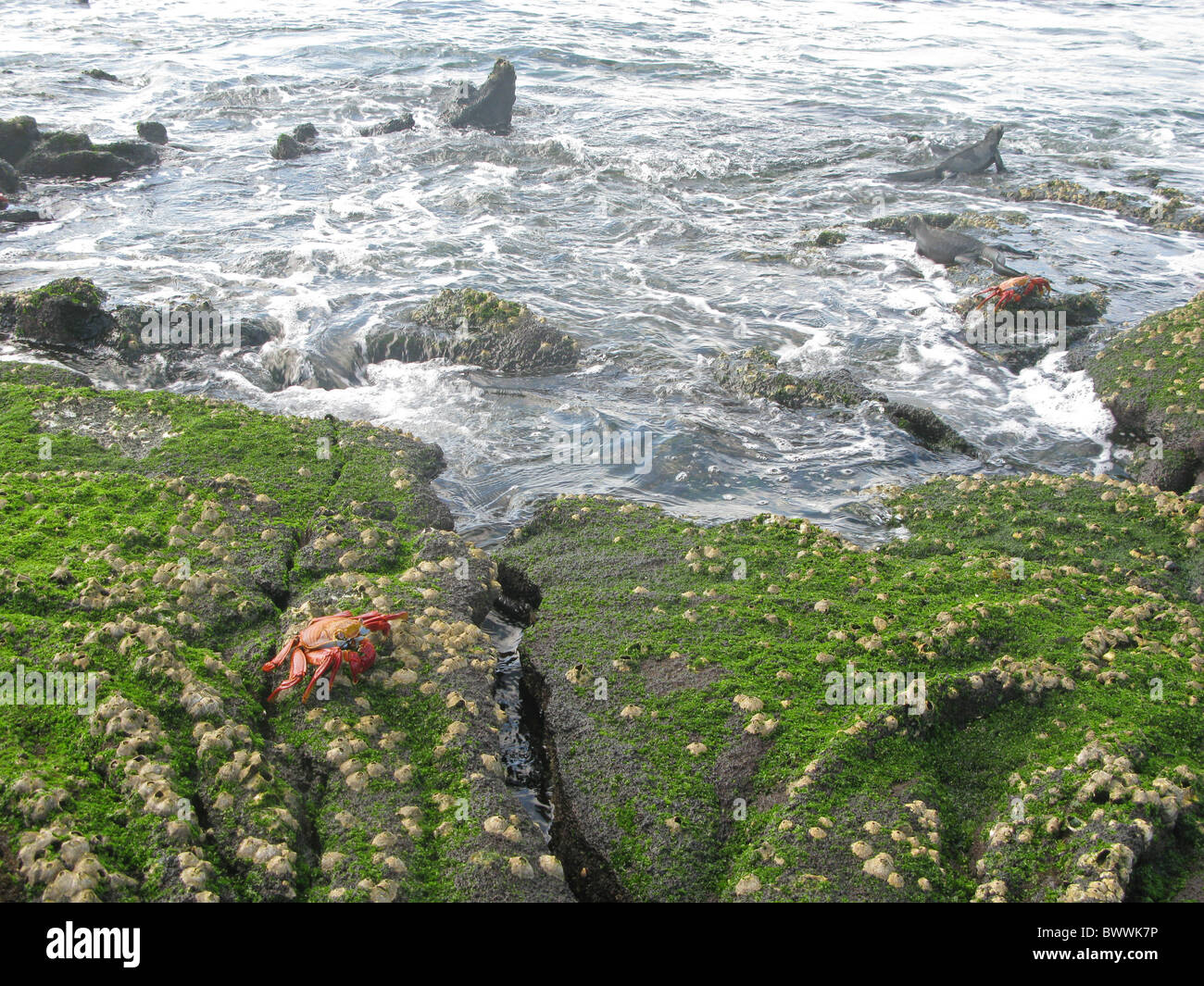 Barnacle covered rocks marine hi-res stock photography and images - Alamy