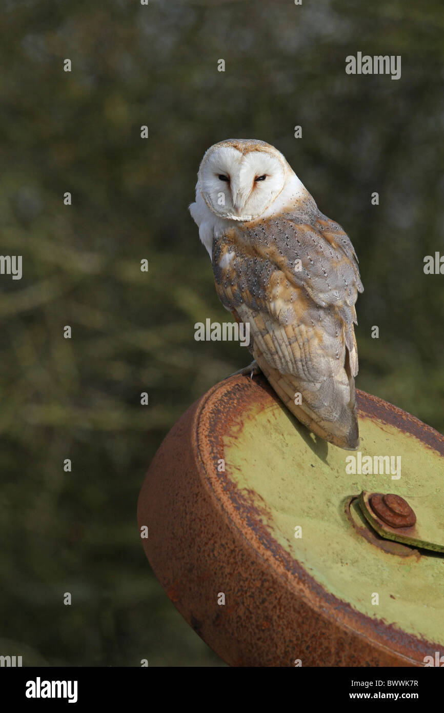 African barn owl tyto alba hi-res stock photography and images - Alamy