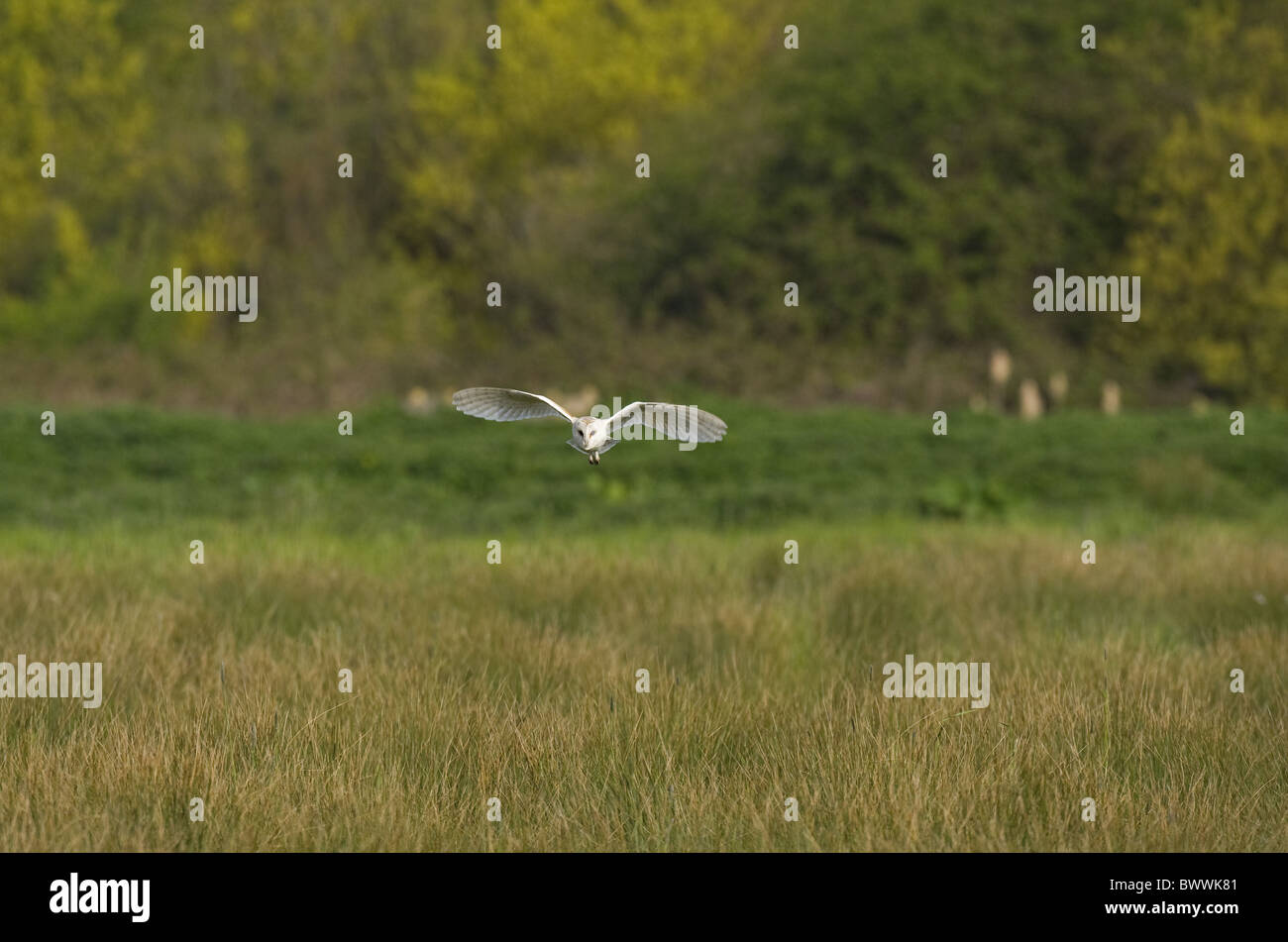 Barn Owl (Tyto alba) adult, in flight, hunting over rough grassland ...