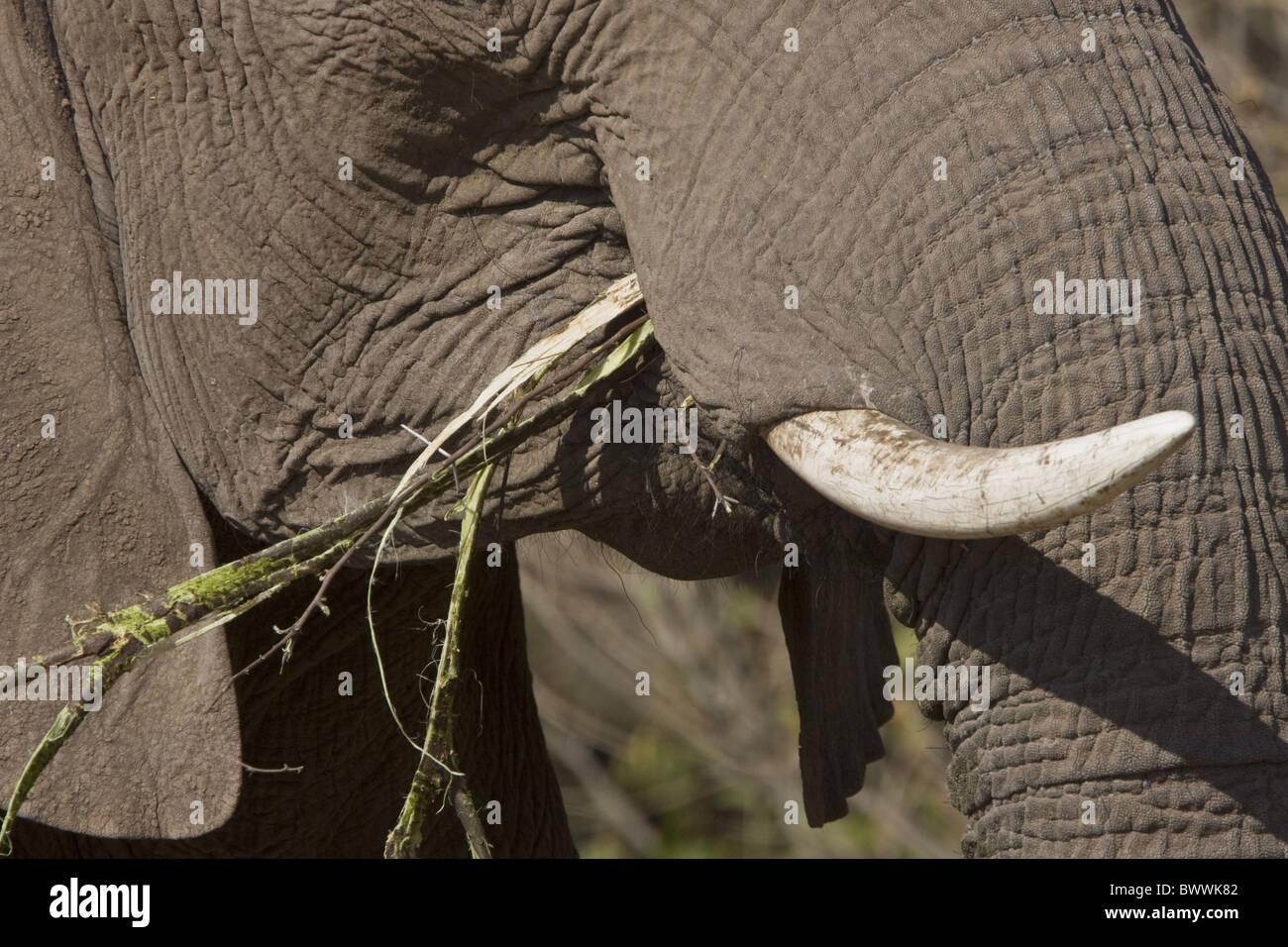 Elephant eating tree bark hi-res stock photography and images - Alamy