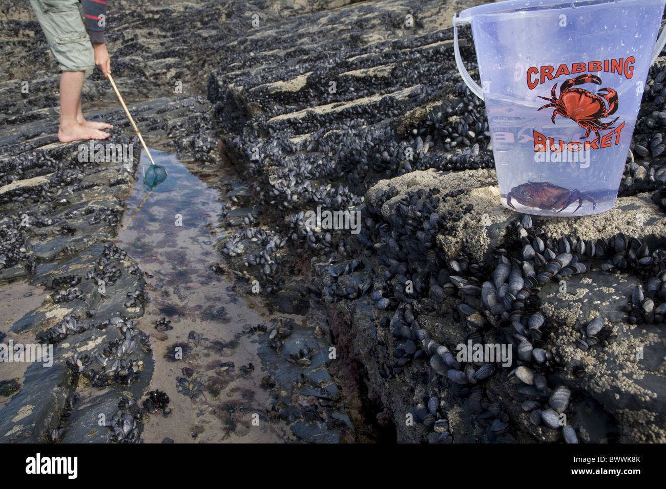 Shore Crab (Carcinus maenas) adult, in 'crabbing bucket' on mussel ...