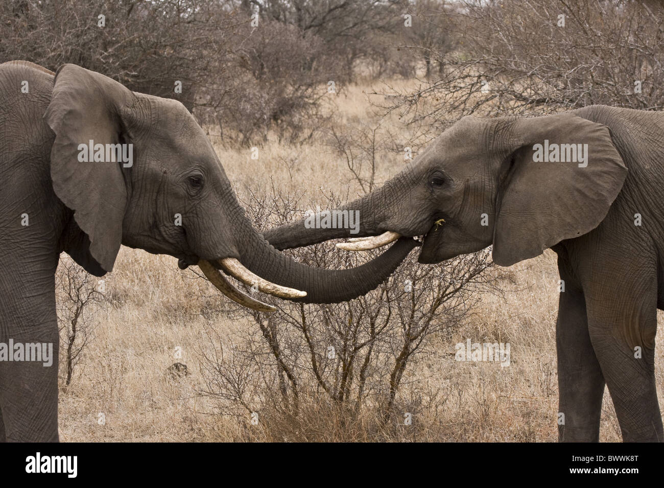 Bonding two African Elephants Stock Photo - Alamy