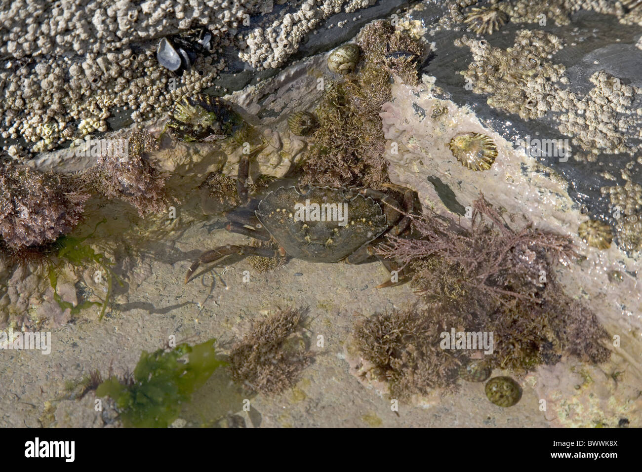 animal animals crab crabs crustacean crustaceans invertebrate ...