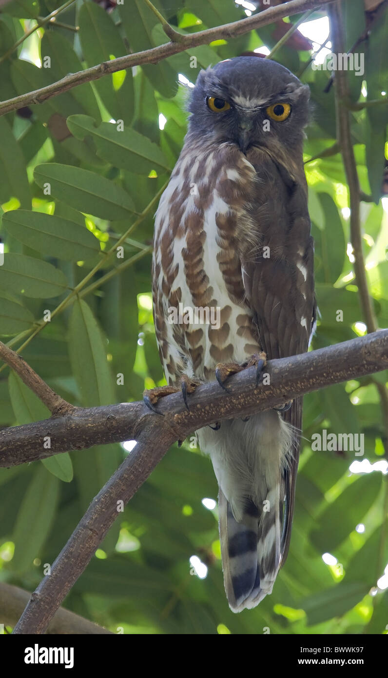 Ninox owl hi-res stock photography and images - Alamy