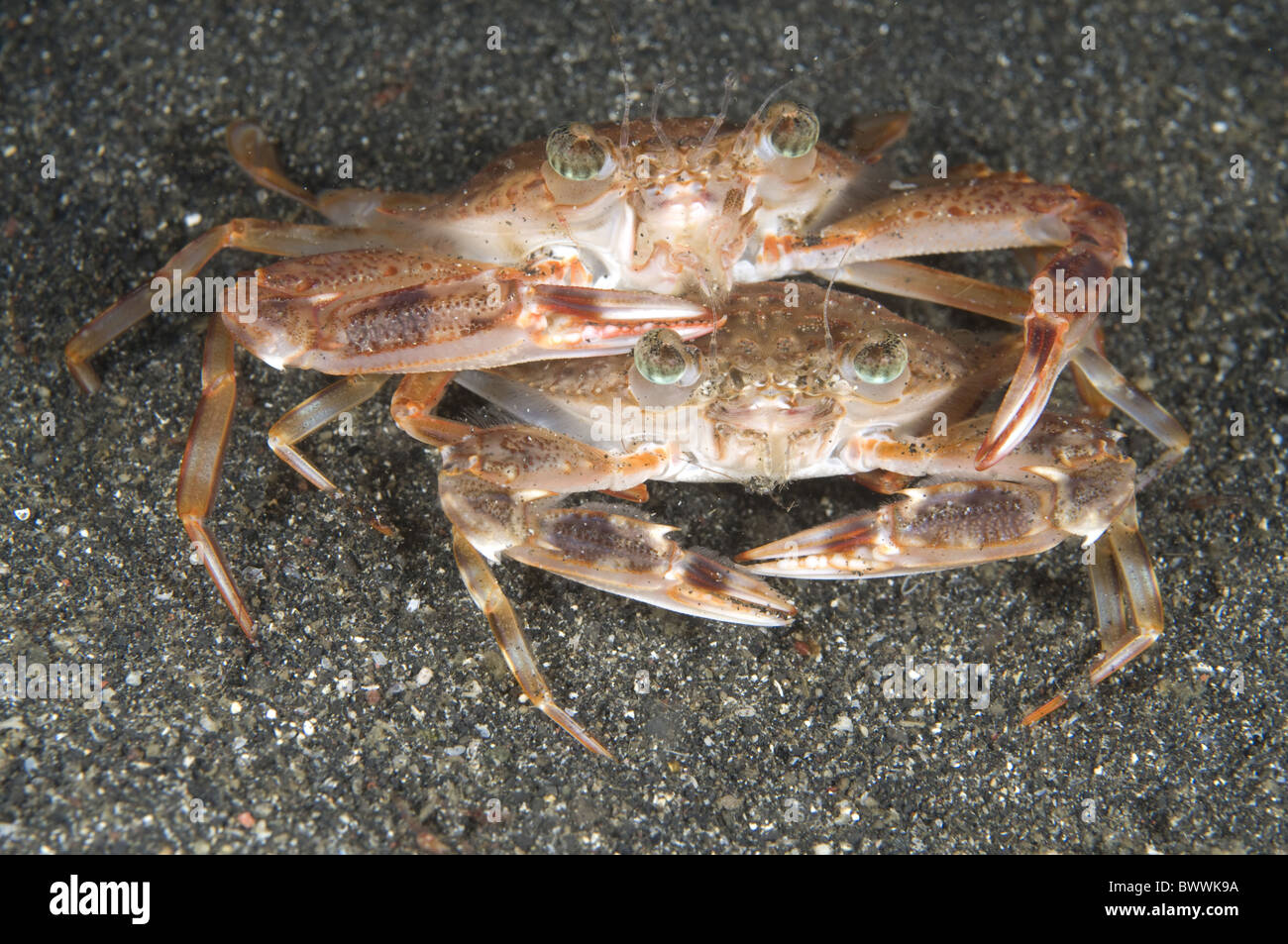 Swimming Crab Portunus pelagicus mating Underwater Muck Black Sand Slow ...