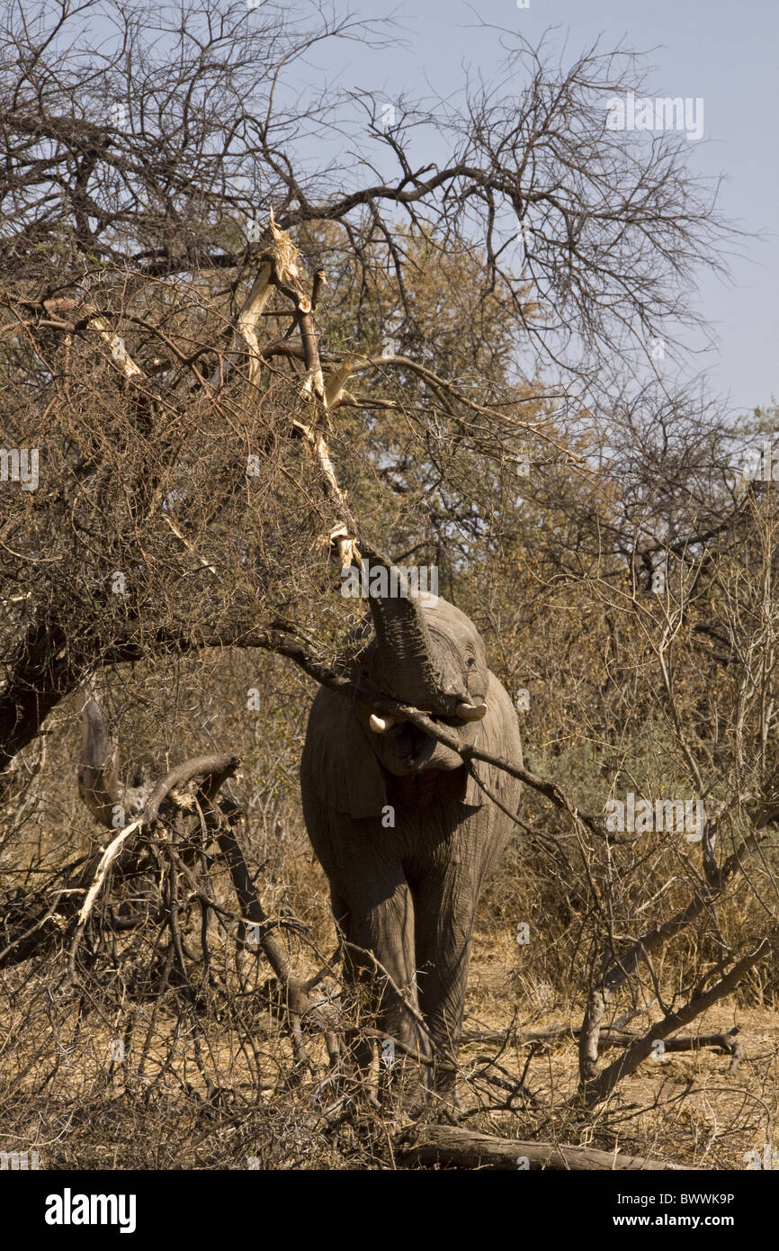 African Elephant adult feeding striped tree bark Stock Photo - Alamy