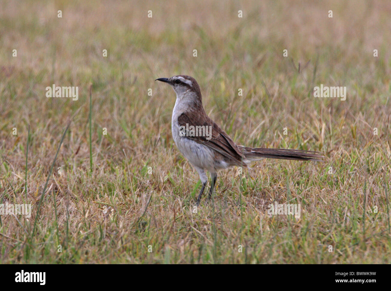 Chalk-browed Mockingbird (Mimus saturninus) adult, standing on grass in ...