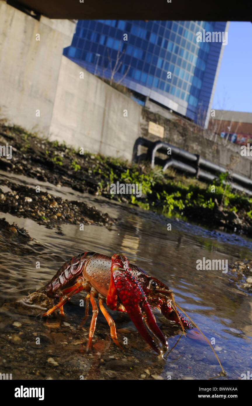 Astacids crayfish exotic species freshwater Invertebrates Italy ...