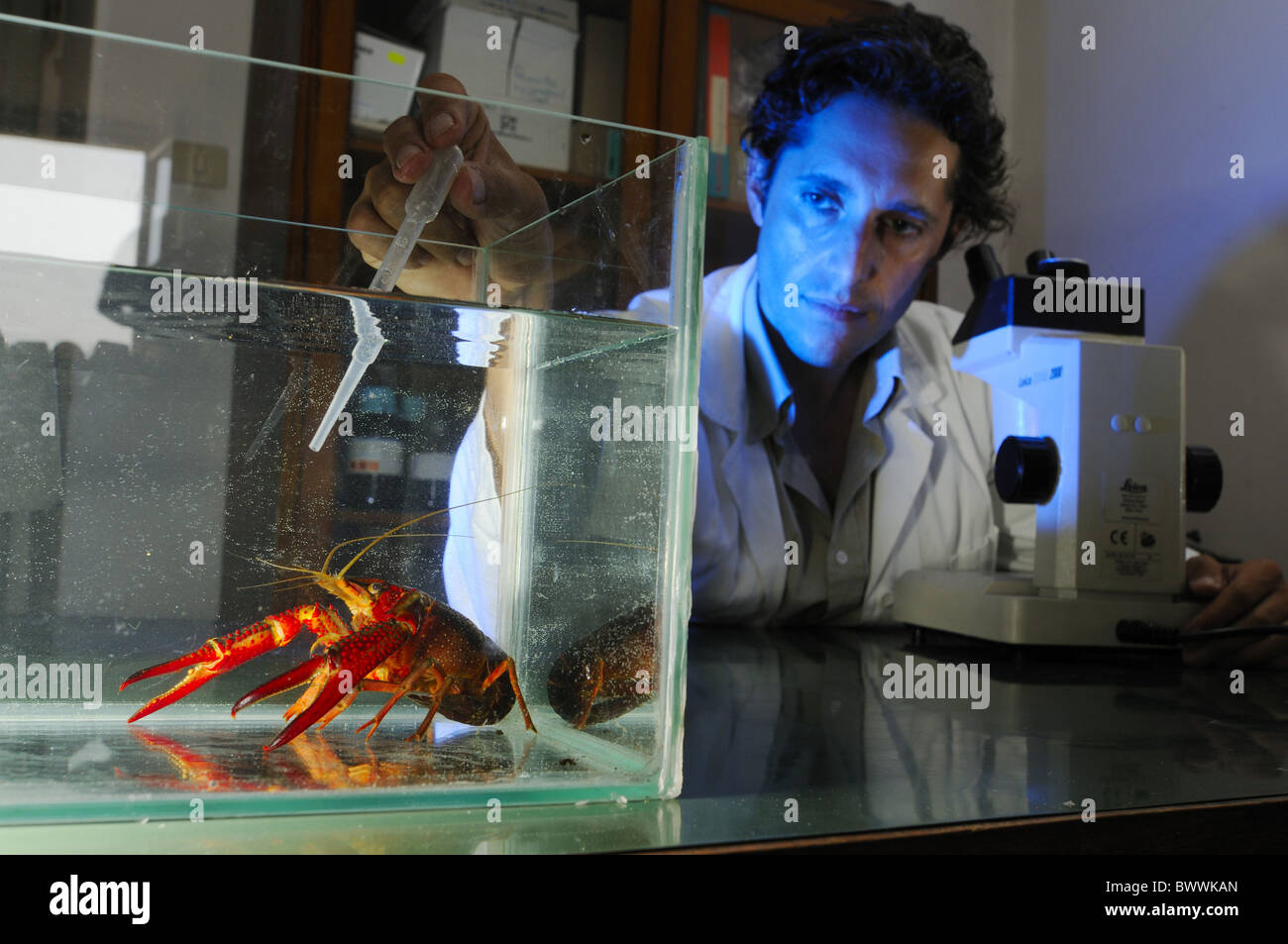 alien species crayfish invasive Invertebrates Procambarus clarckii ...