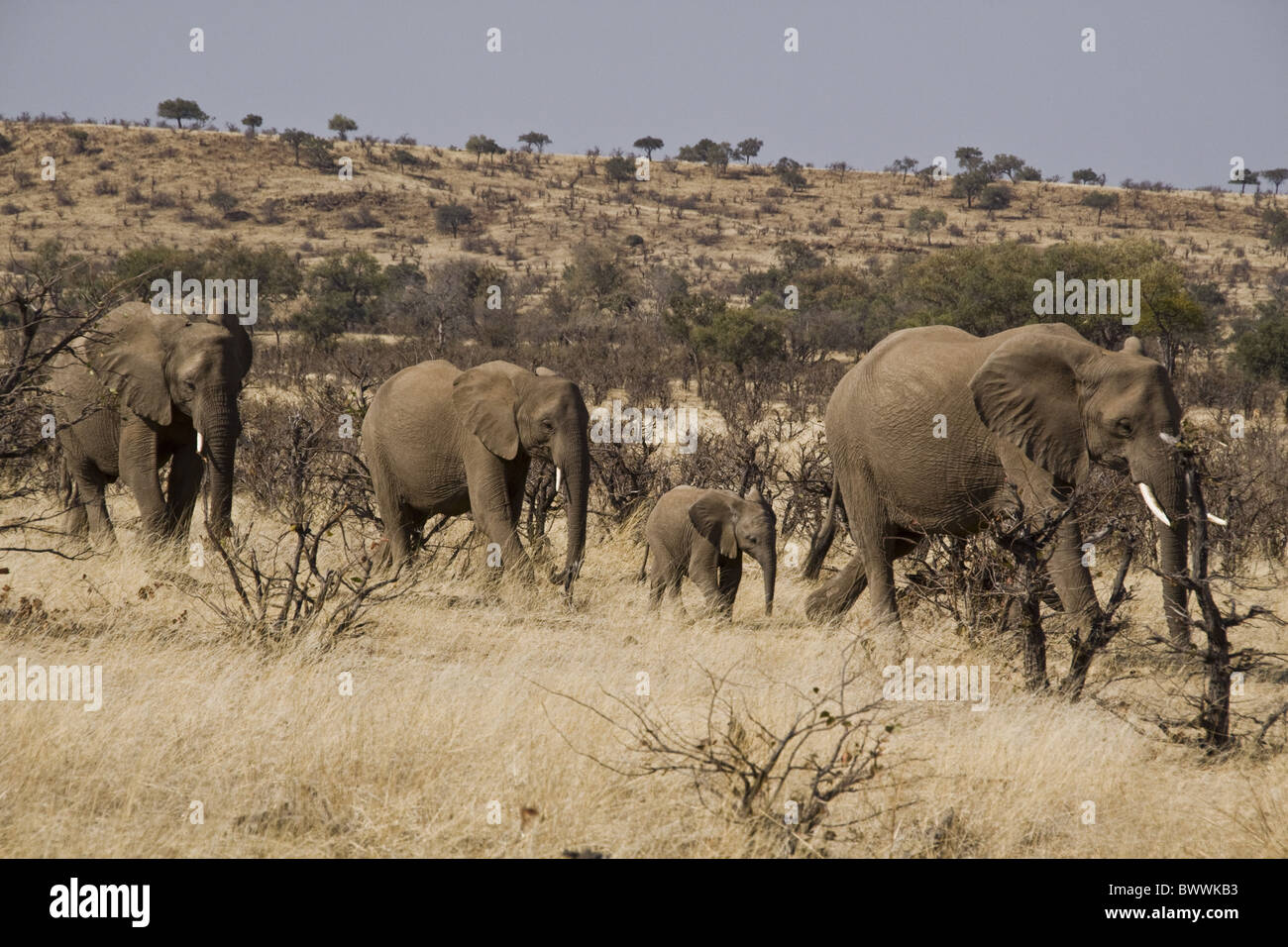 African elephant family group Stock Photo - Alamy