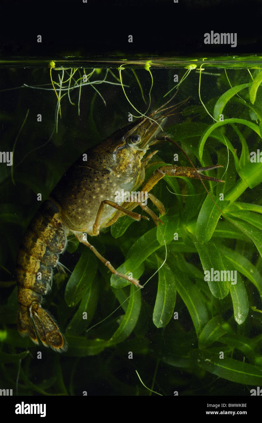 alien species crayfish invasive Invertebrates Procambarus clarckii ...