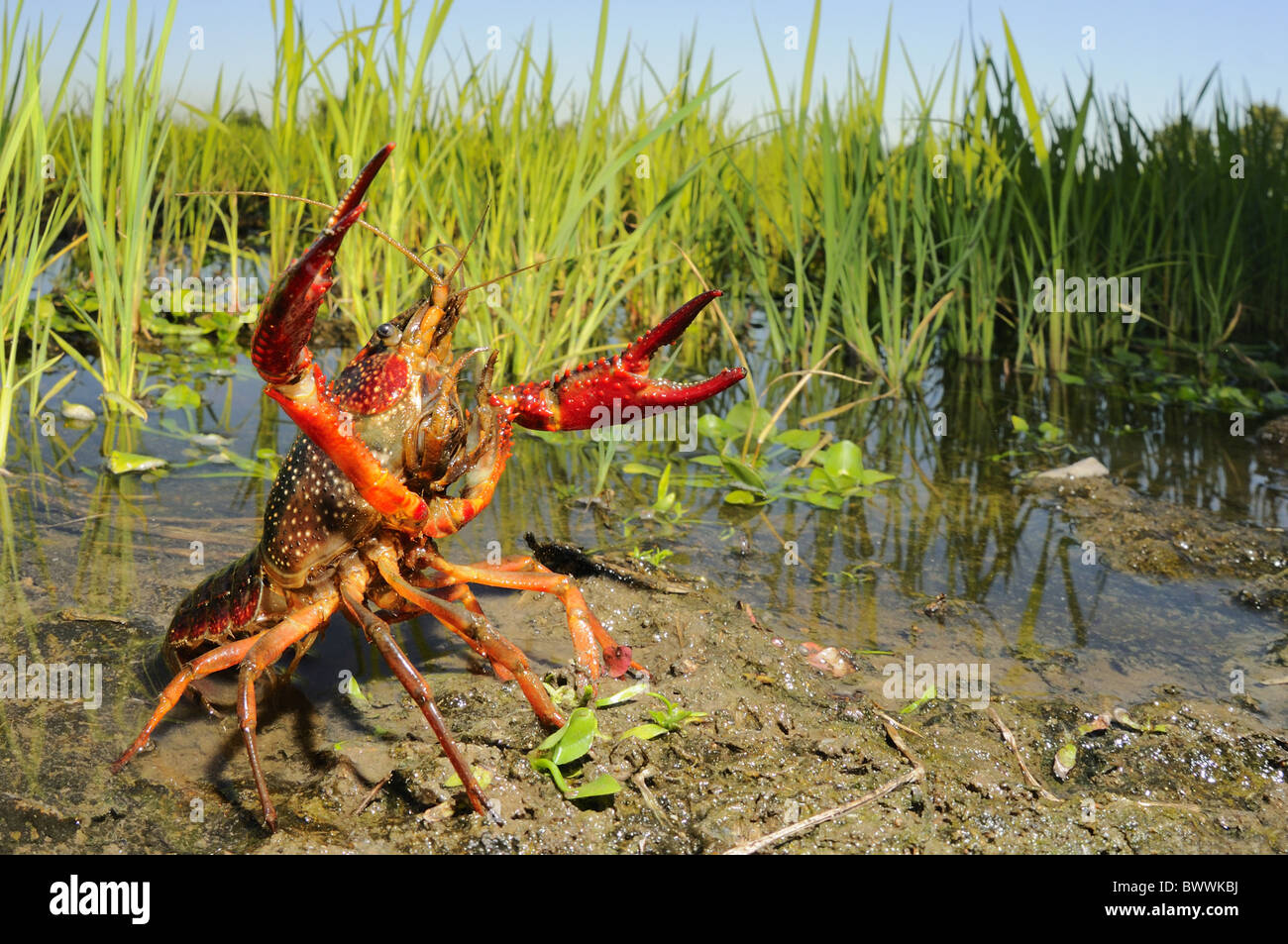 alien species crayfish invasive Invertebrates Procambarus clarckii ...
